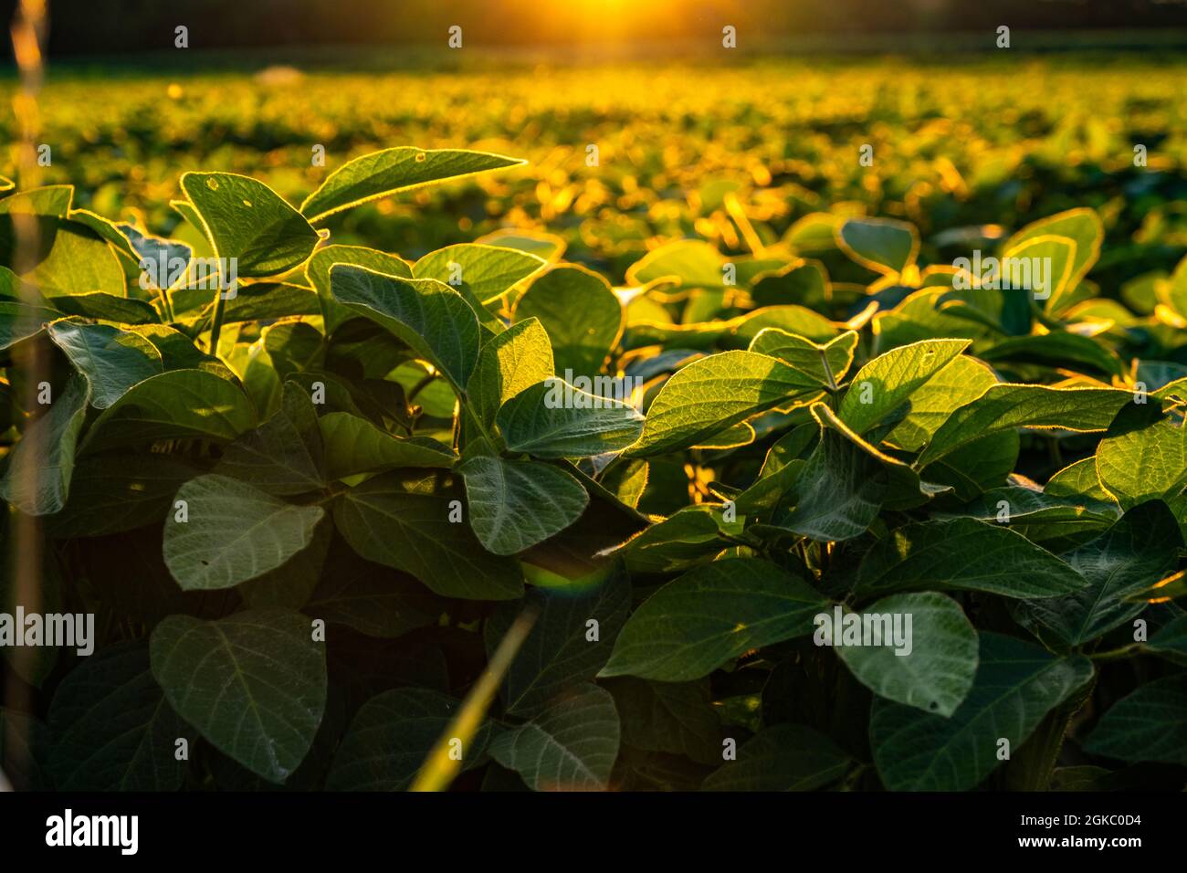 Closeup of green leaves of soybean plant Stock Photo - Alamy