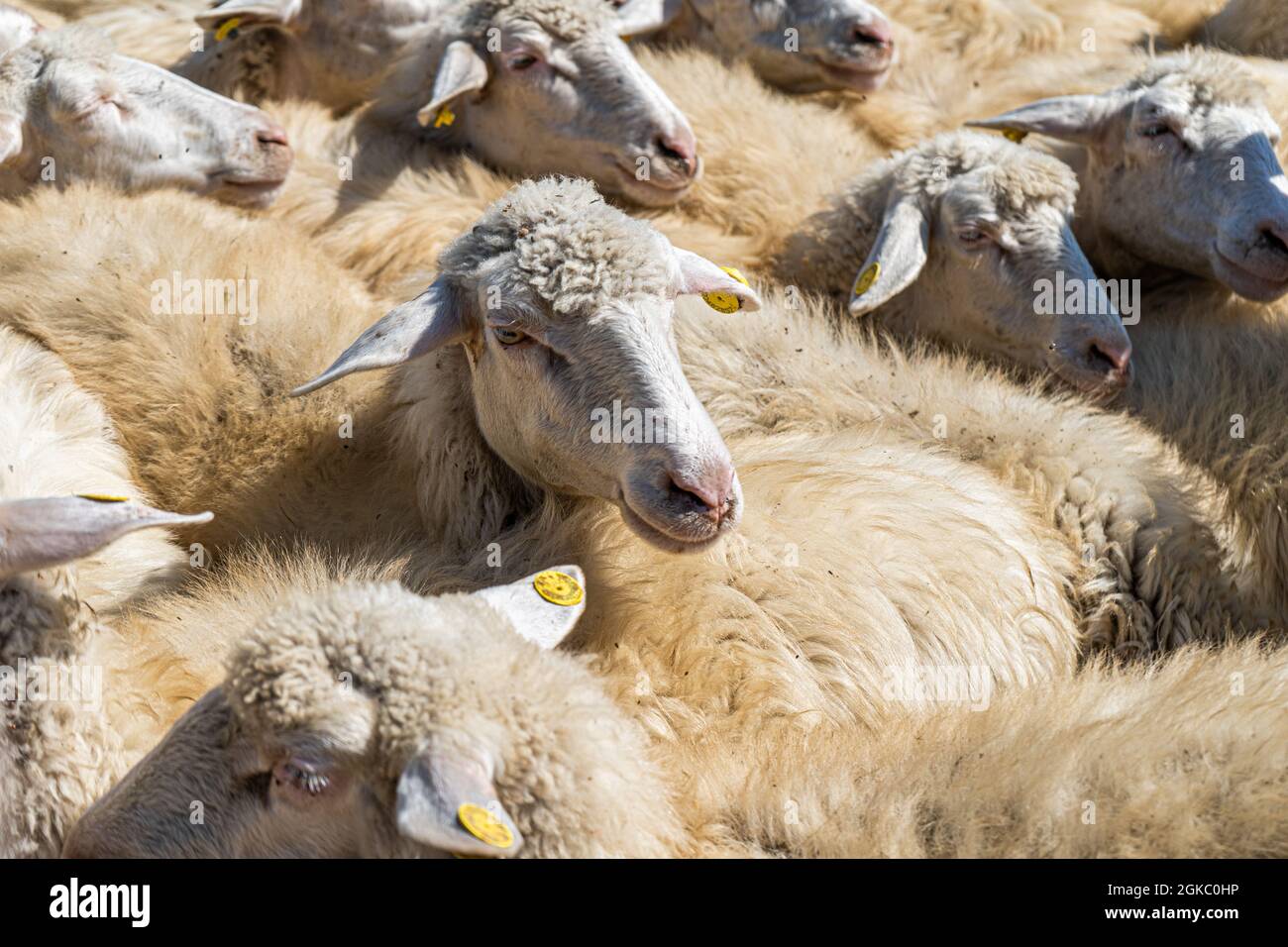 TREVIGNANO ROMANO ITALY, UK. 14 September, 2021. A farmer herding his ...