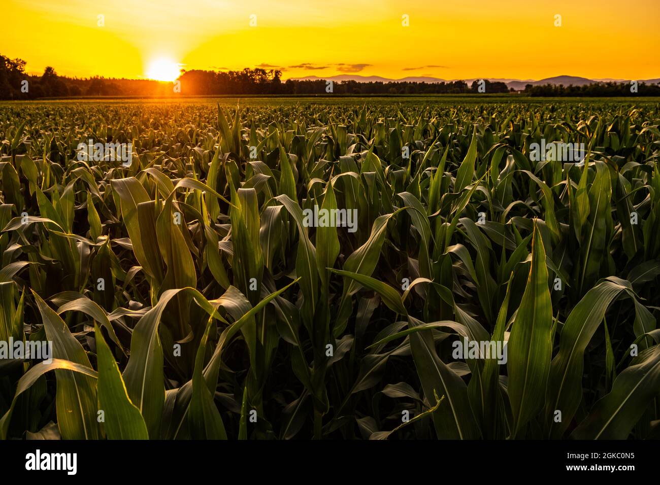 Young maize plants in sunset light. Corn field background Stock Photo ...