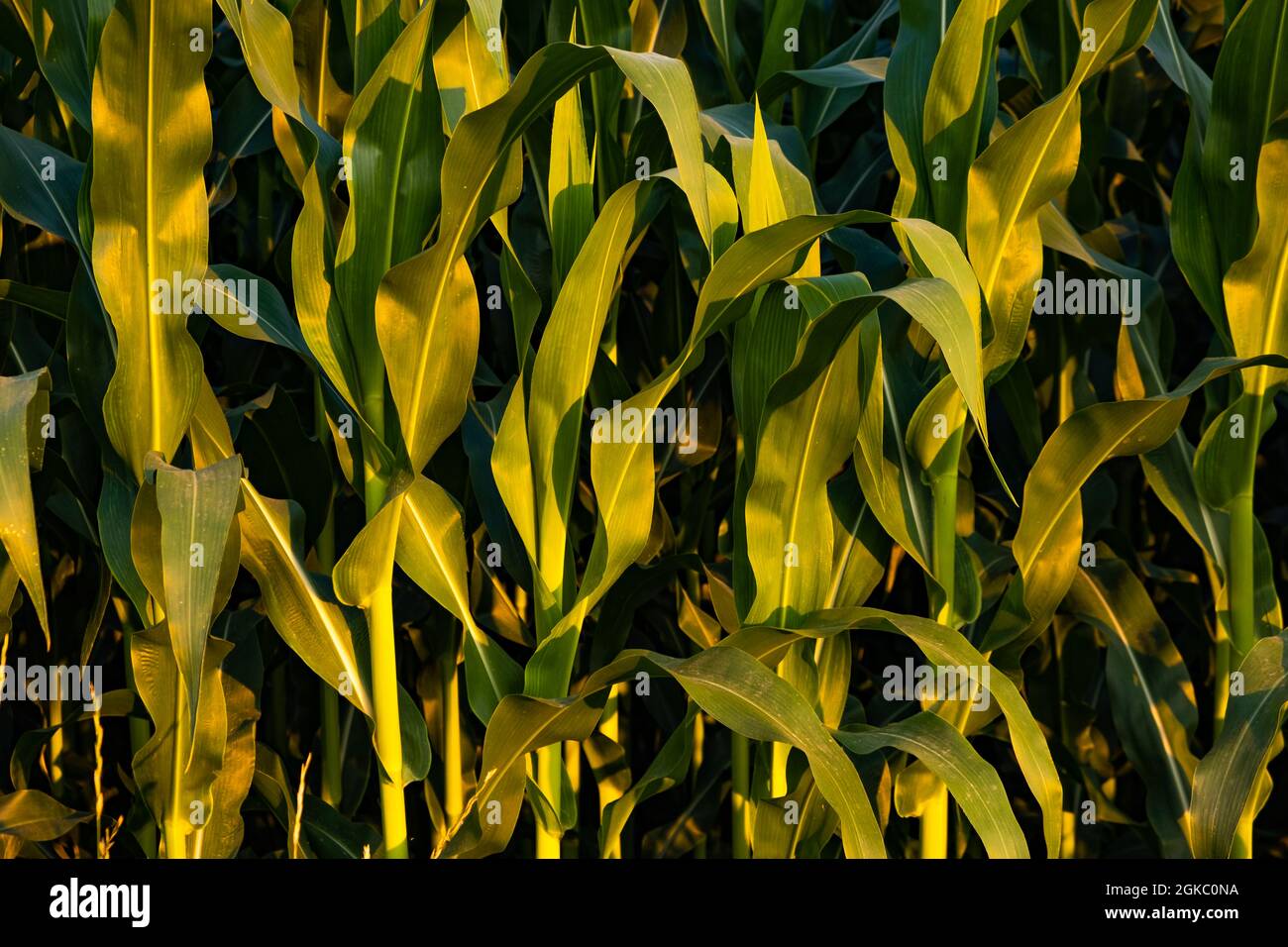 Young maize plants in sunset light. Corn field background Stock Photo ...