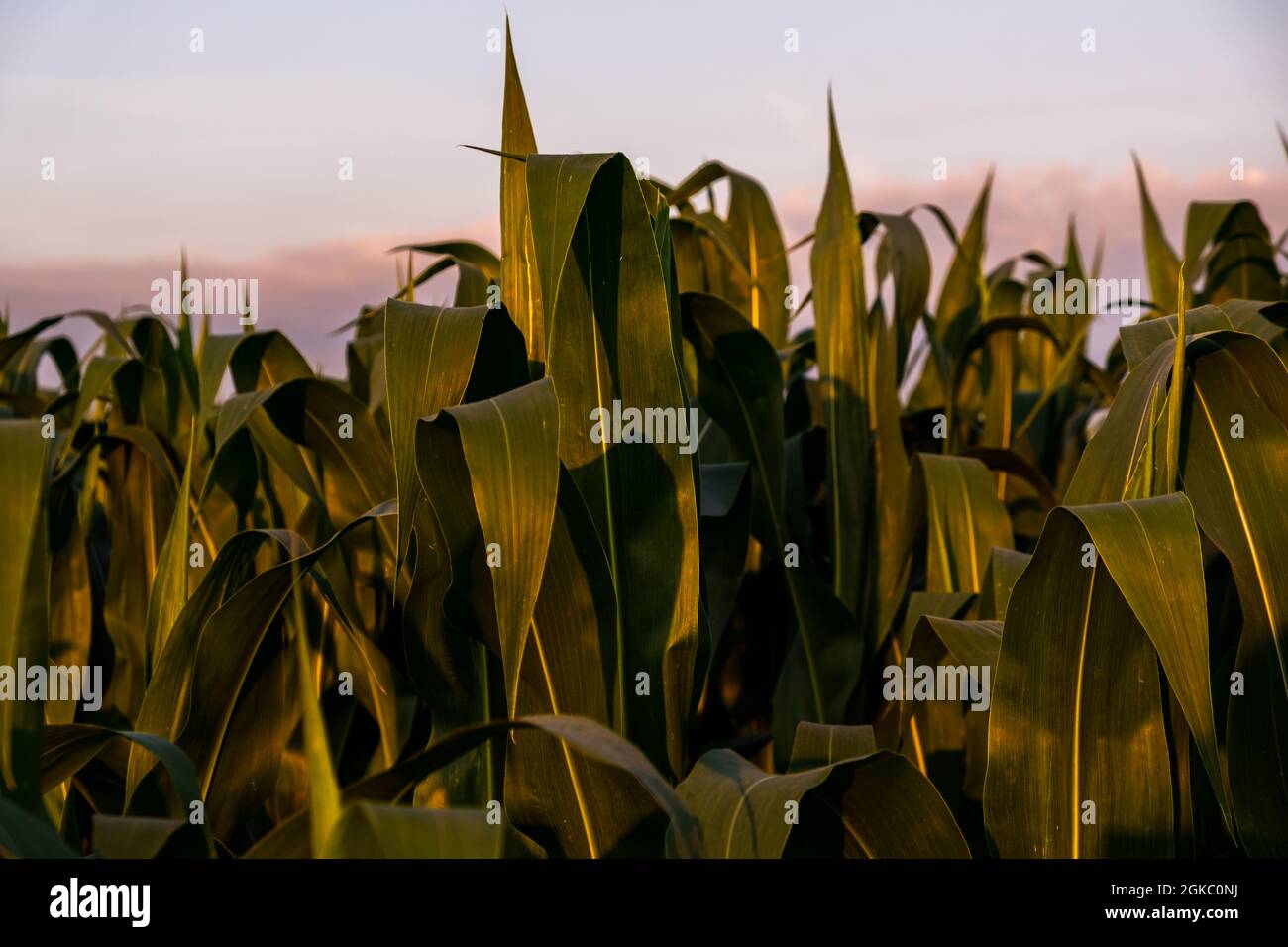 Young maize plants in sunset light. Corn field background Stock Photo ...