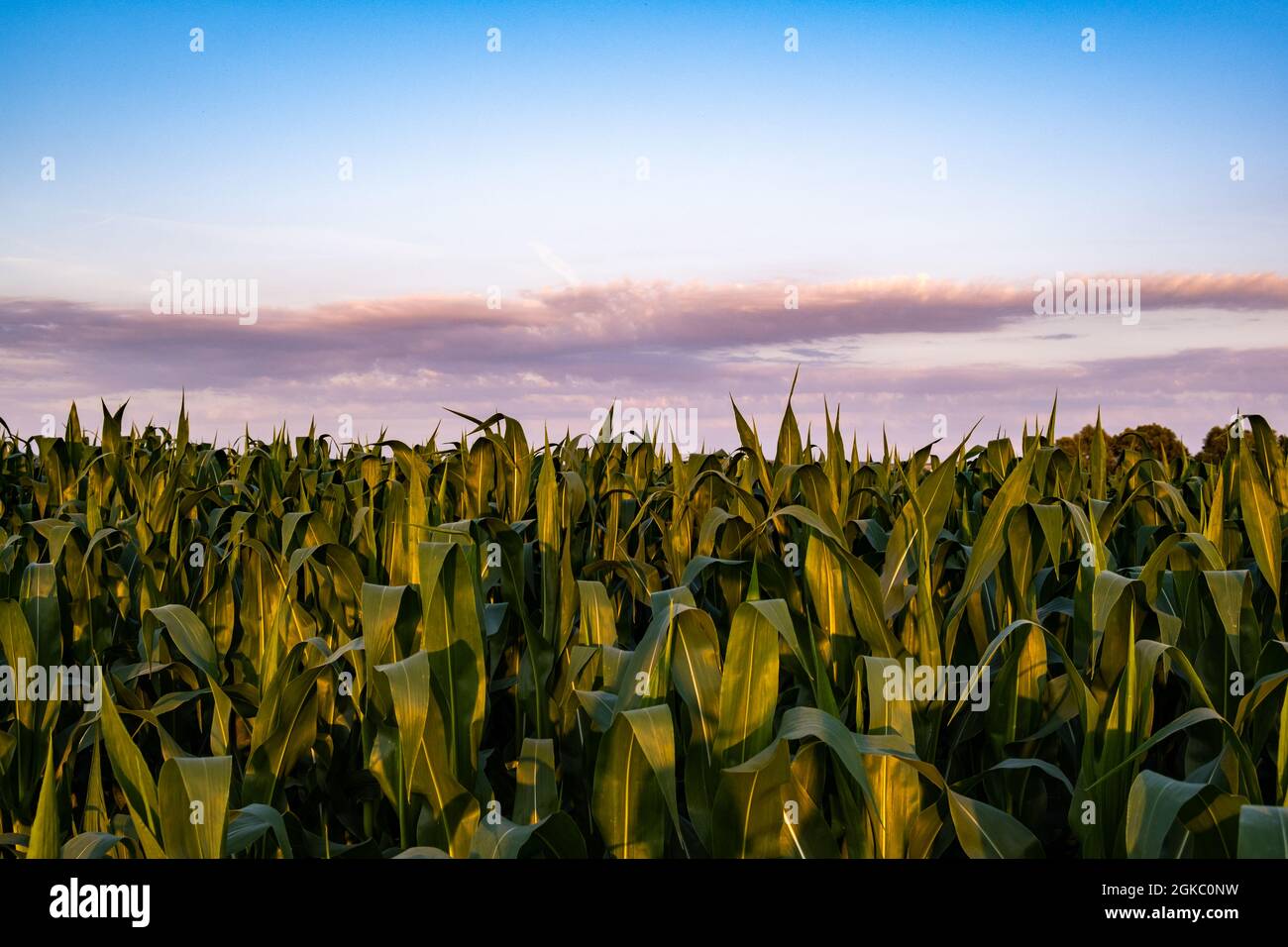 Young maize plants in sunset light. Corn field background Stock Photo ...