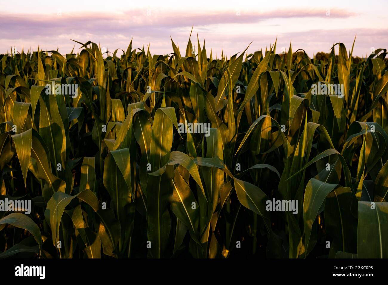 Young maize plants in sunset light. Corn field background Stock Photo ...