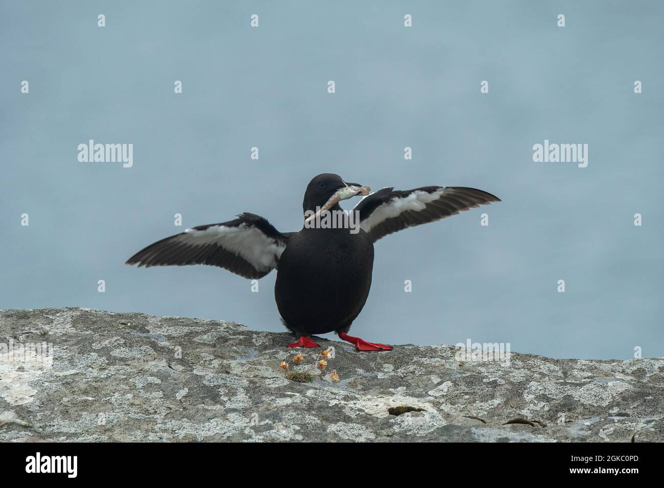 Guillemot black (Cepphus gryle) sitting on the cliffs, with fish in its ...