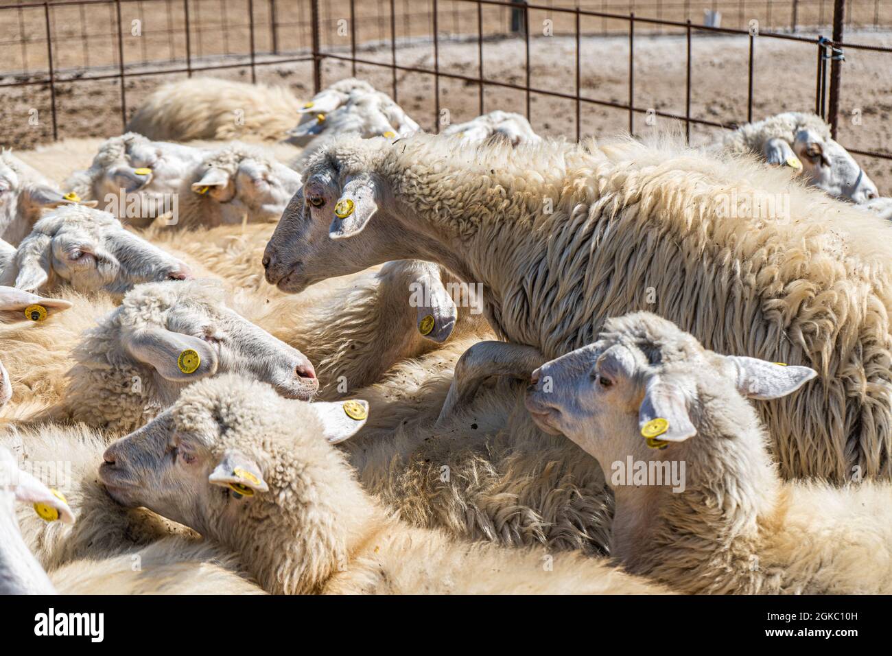 TREVIGNANO ROMANO ITALY, UK. 14 September, 2021. A farmer herding his ...