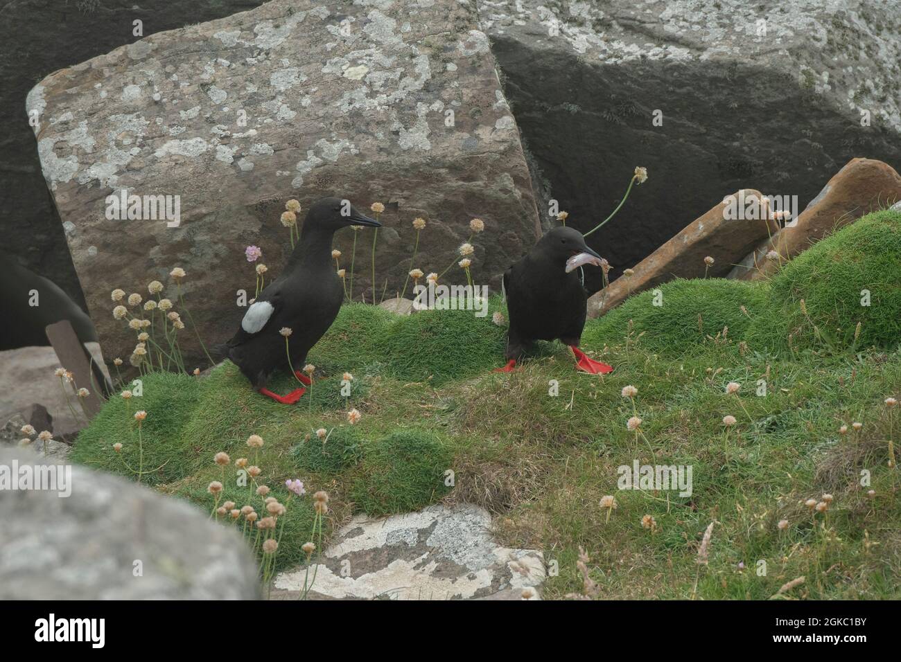 Guillemot black (Cepphus gryle) two outside nest hole, one with fish in ...