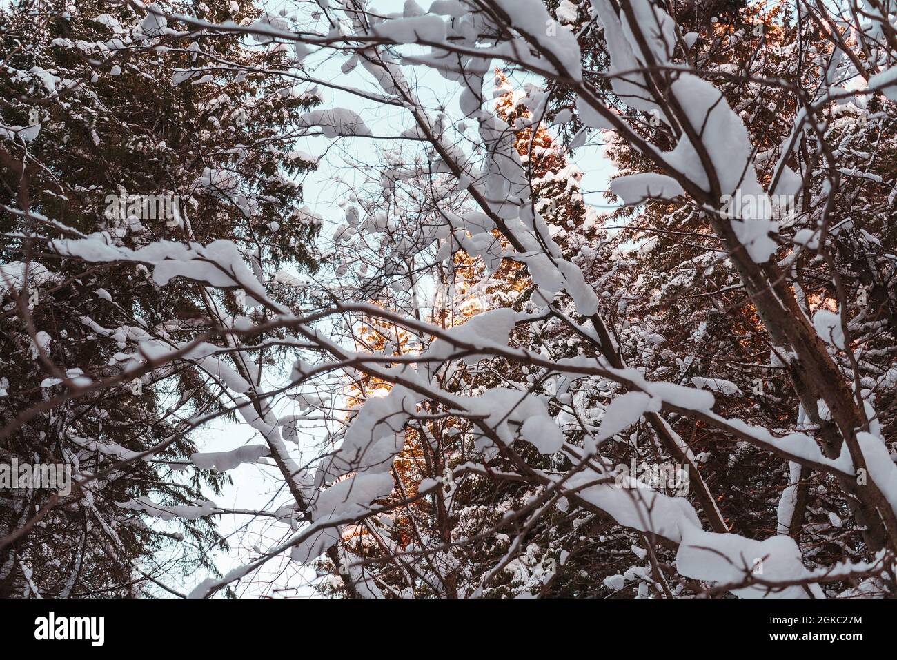 Bottom view trees in forest hi-res stock photography and images - Alamy