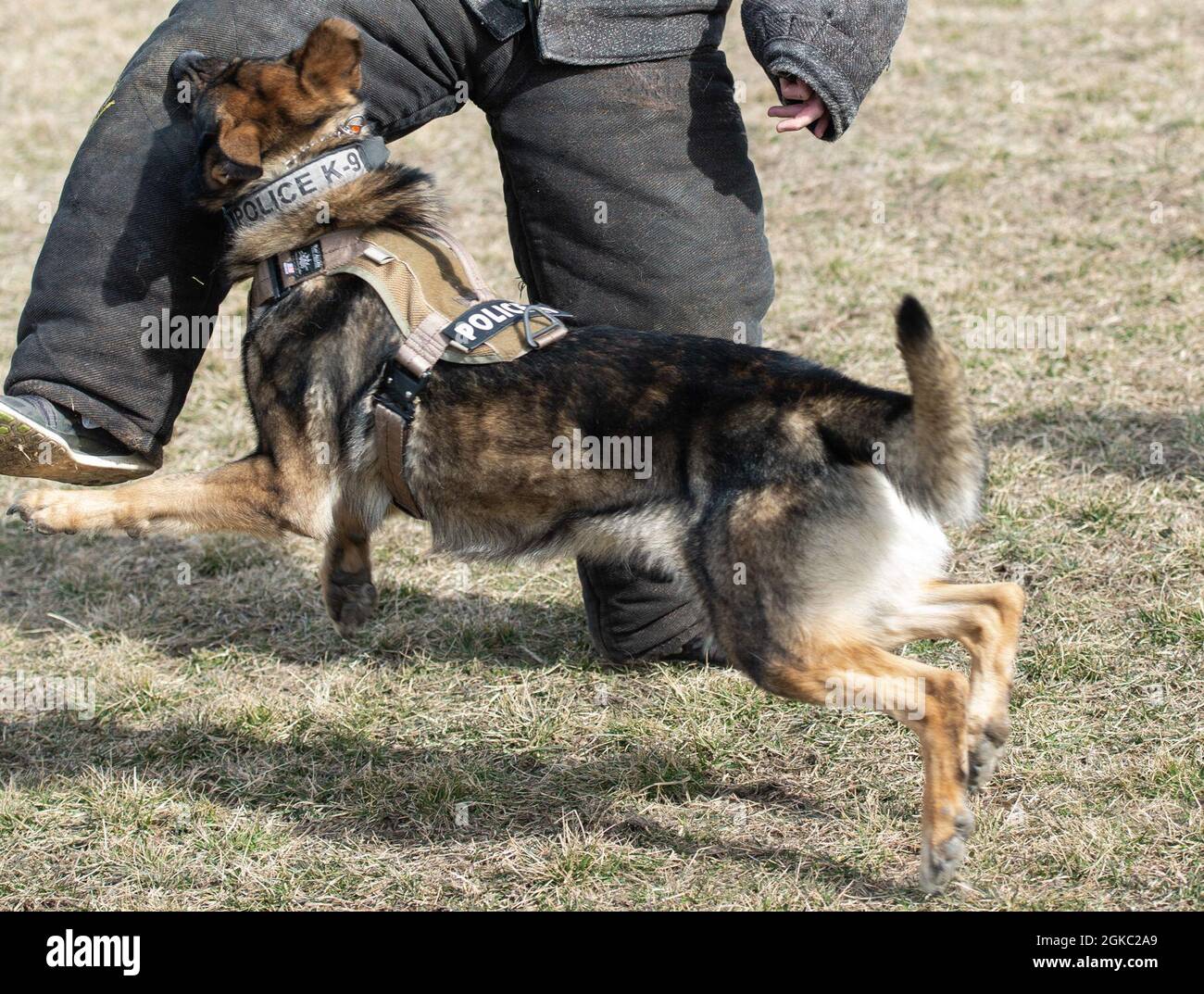 Military Working Dog Sonny bites U.S. Air Force Tech. Sgt. Justin Leon ...