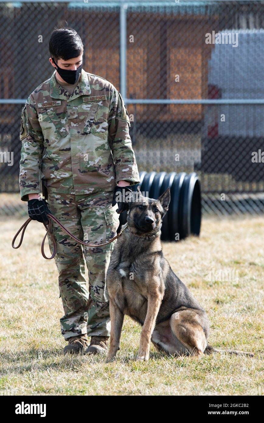 What Are Military Dogs Called