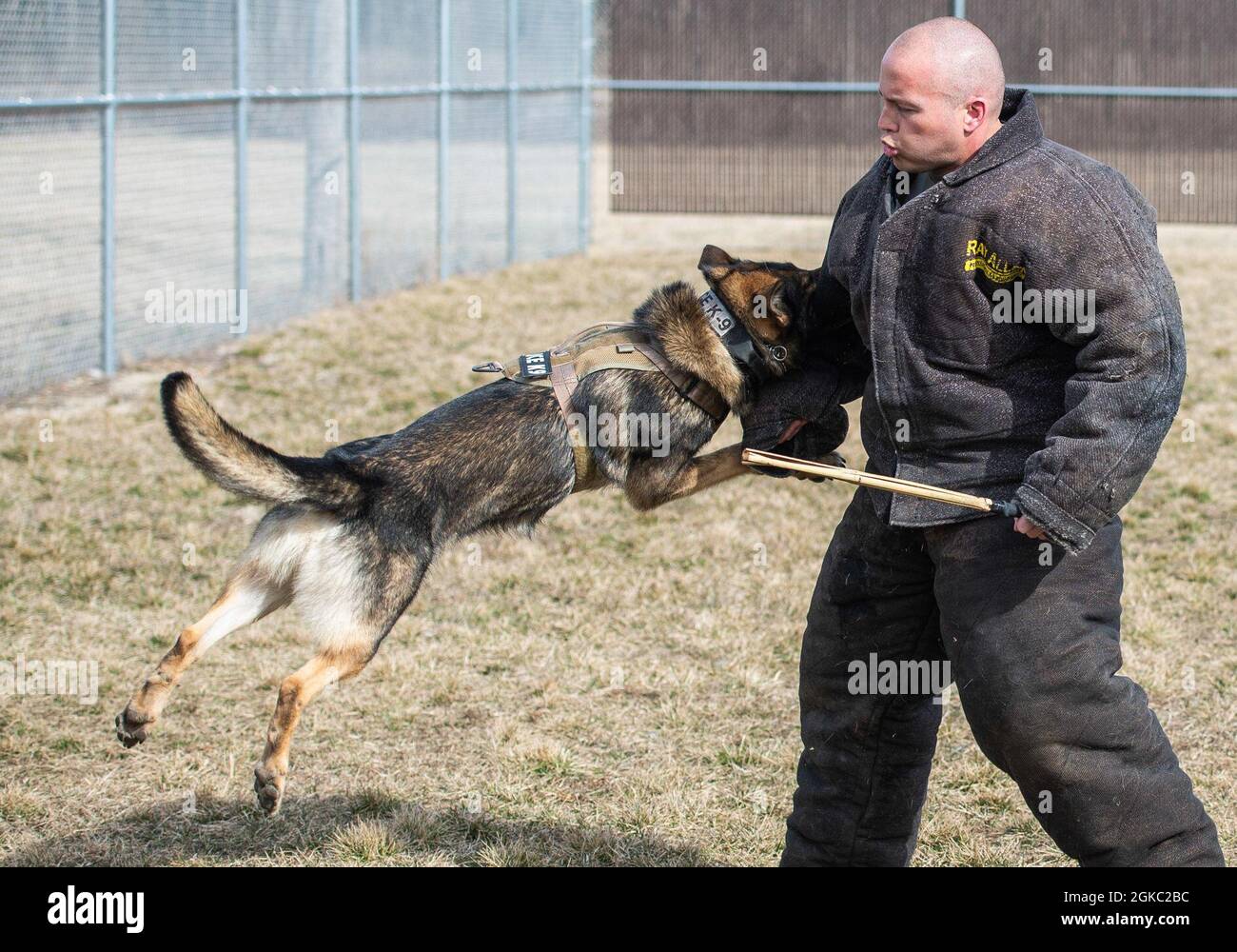 What Are Working Dogs Called