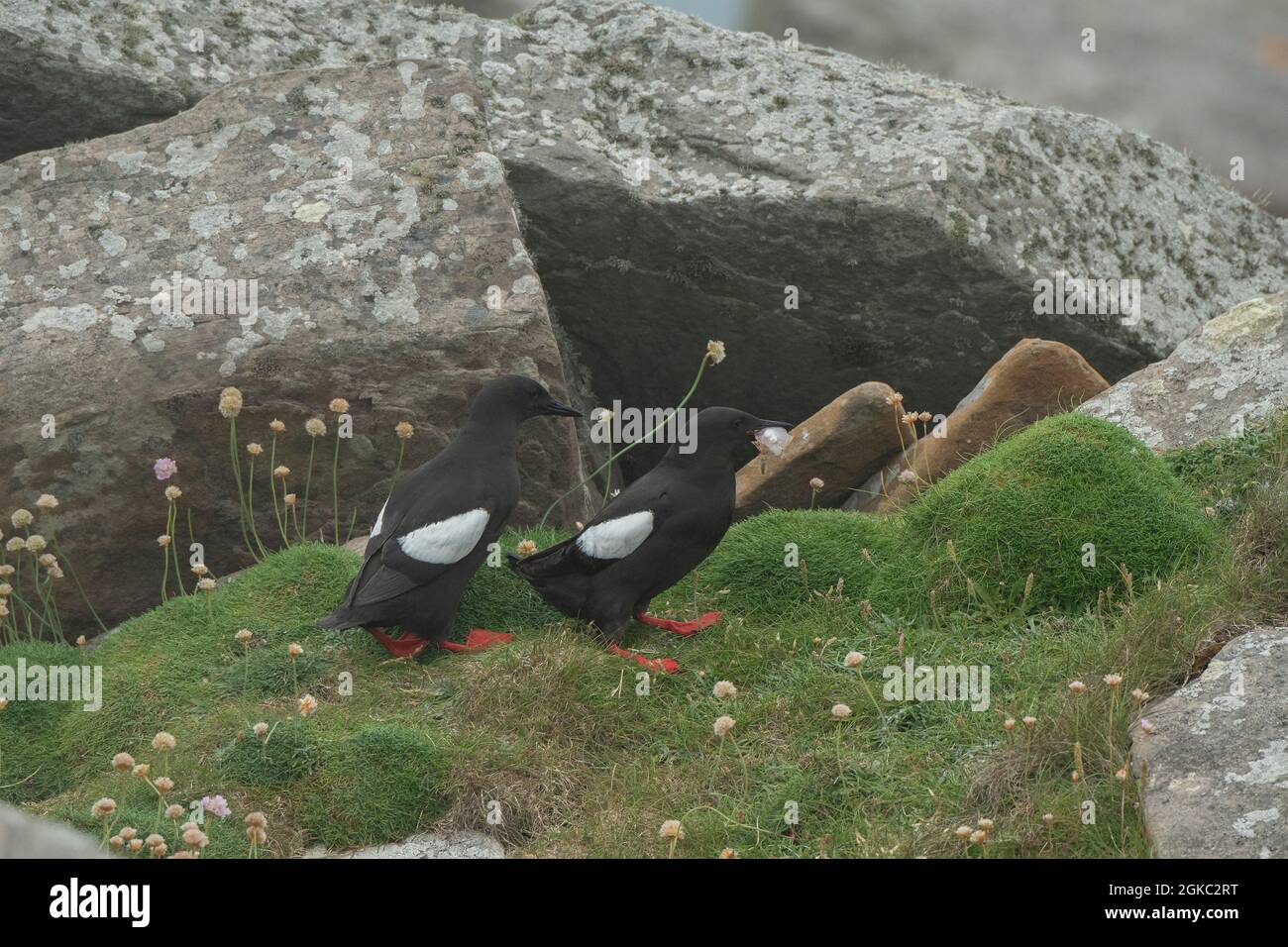 Guillemot black (Cepphus gryle) two outside nest hole, one with fish in ...