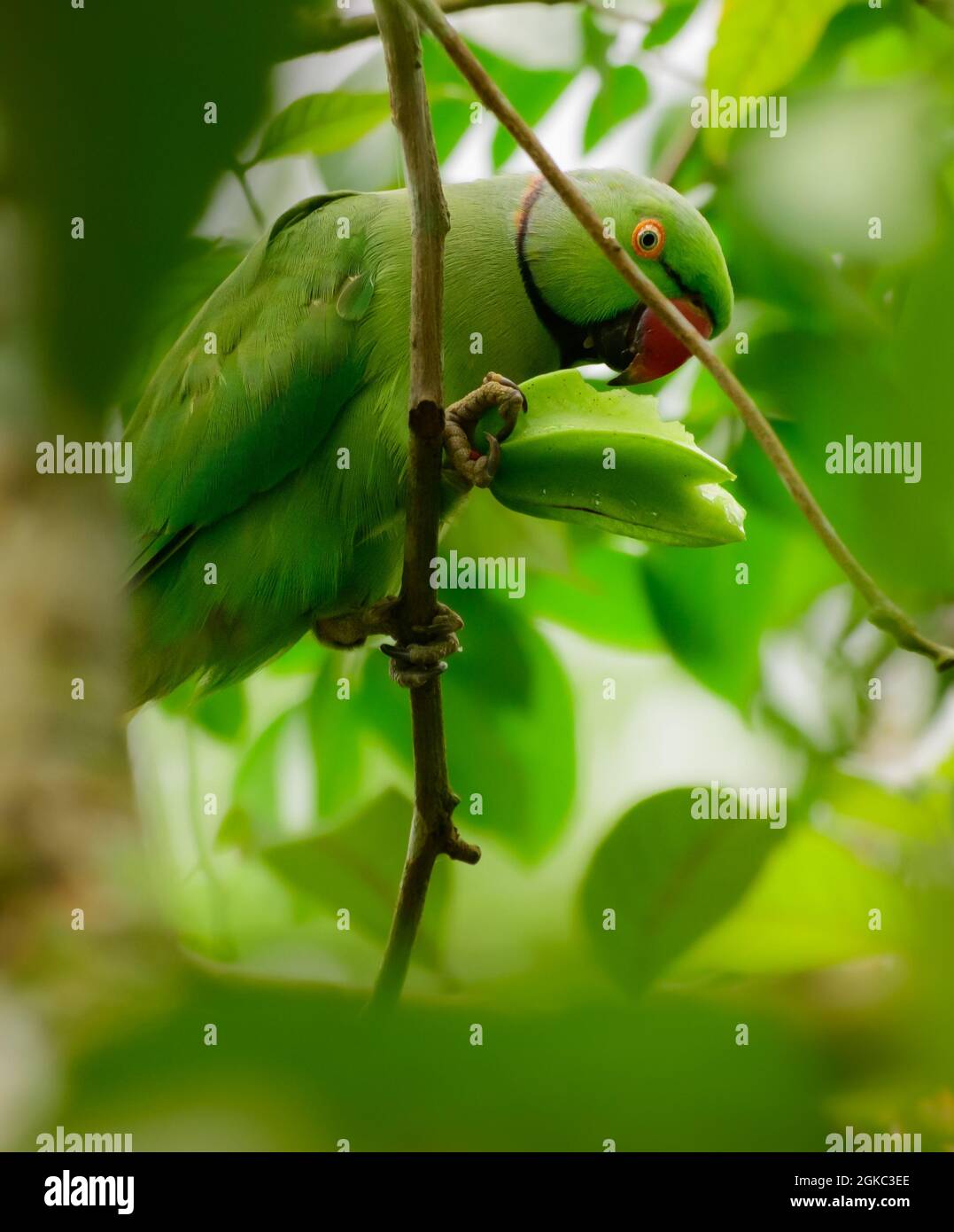 Parts Of A Star Fruit
