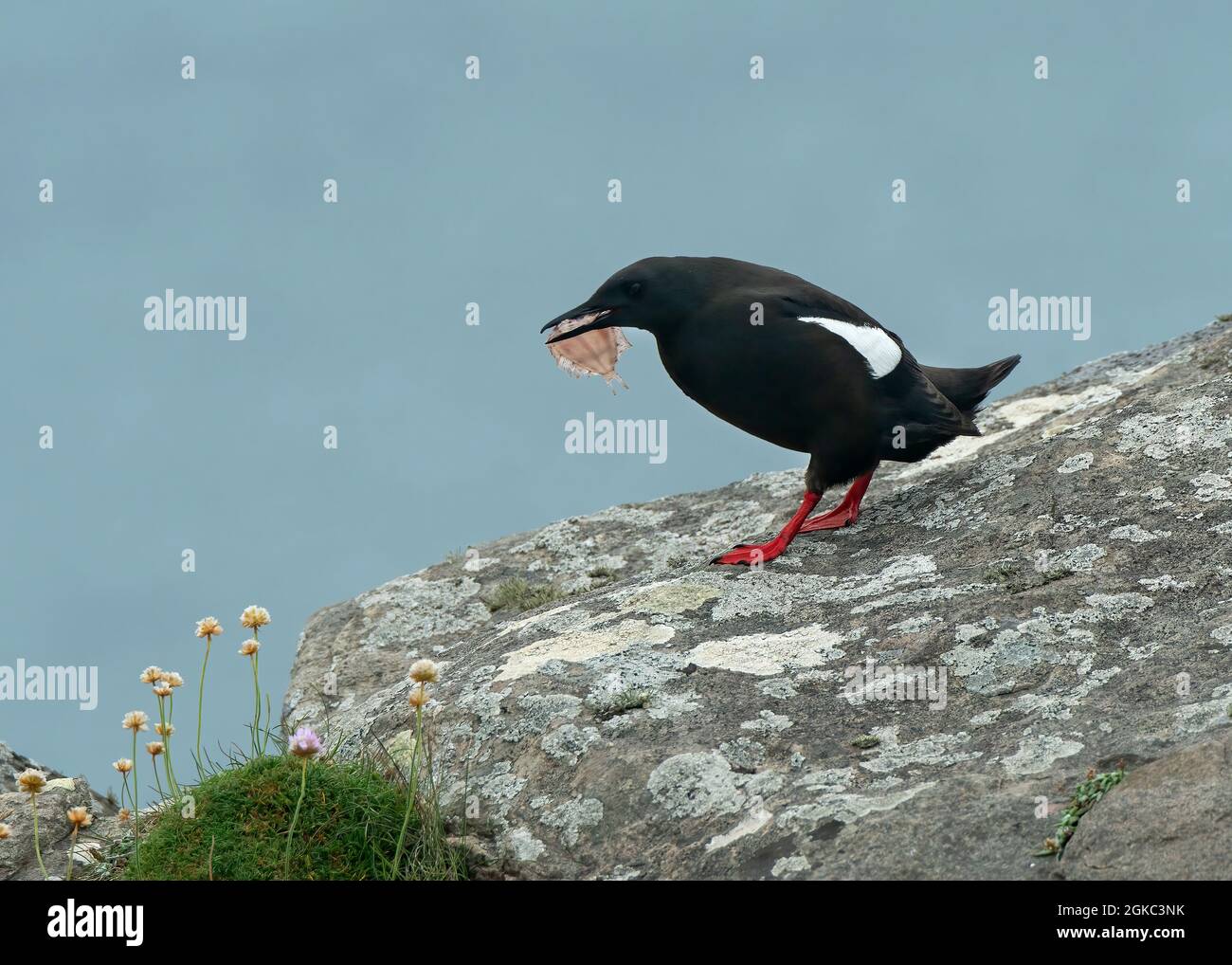 Guillemot black (Cepphus gryle) sitting on the cliffs, with fish in its ...