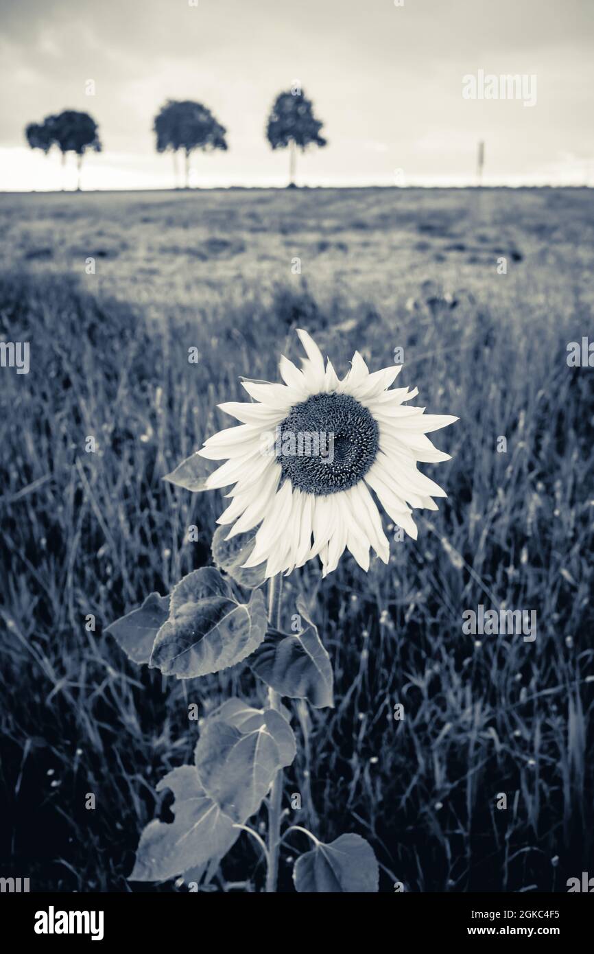 Grayscale shot of a beautiful sunflower in a field under a cloudy sky ...