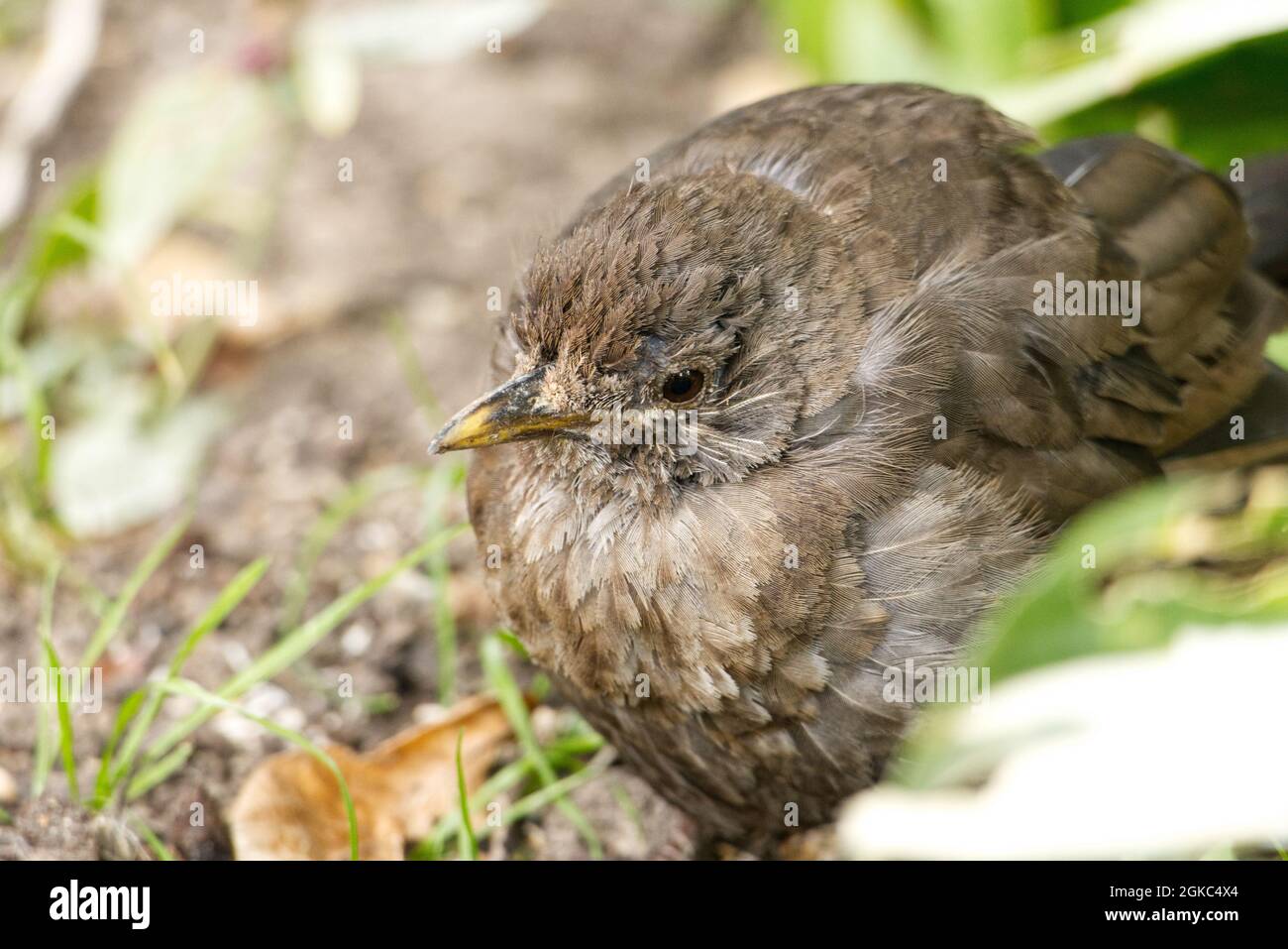 A juvenile blackbird suffering from suspected trichomoniasis (or canker ...