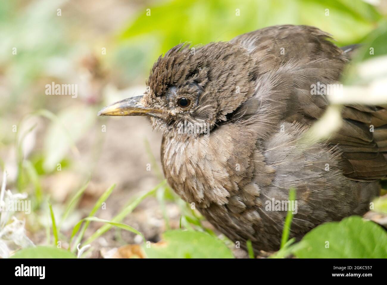 A juvenile blackbird suffering from suspected trichomoniasis (or canker ...