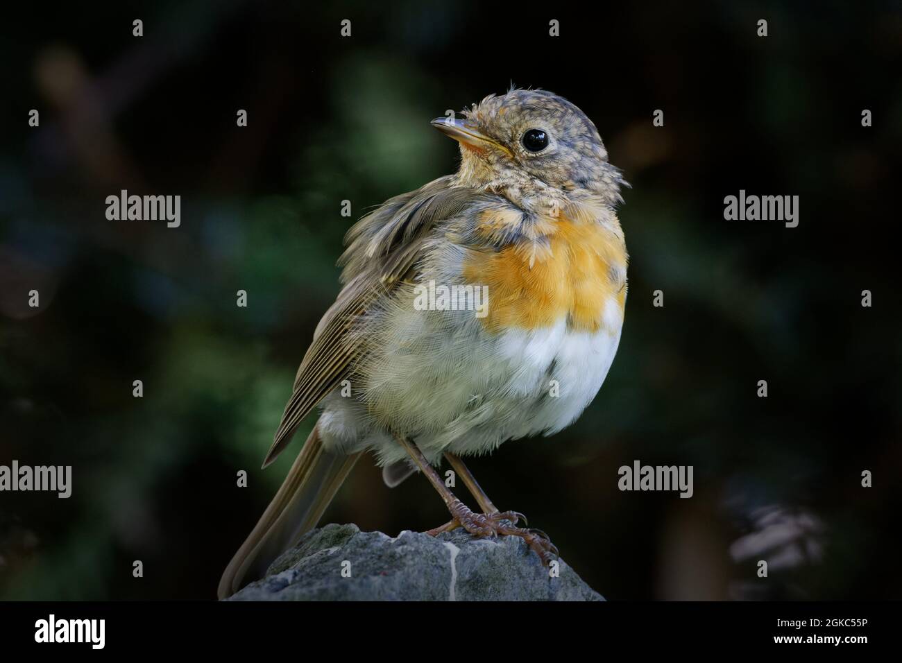 Young robin bird hi-res stock photography and images - Alamy