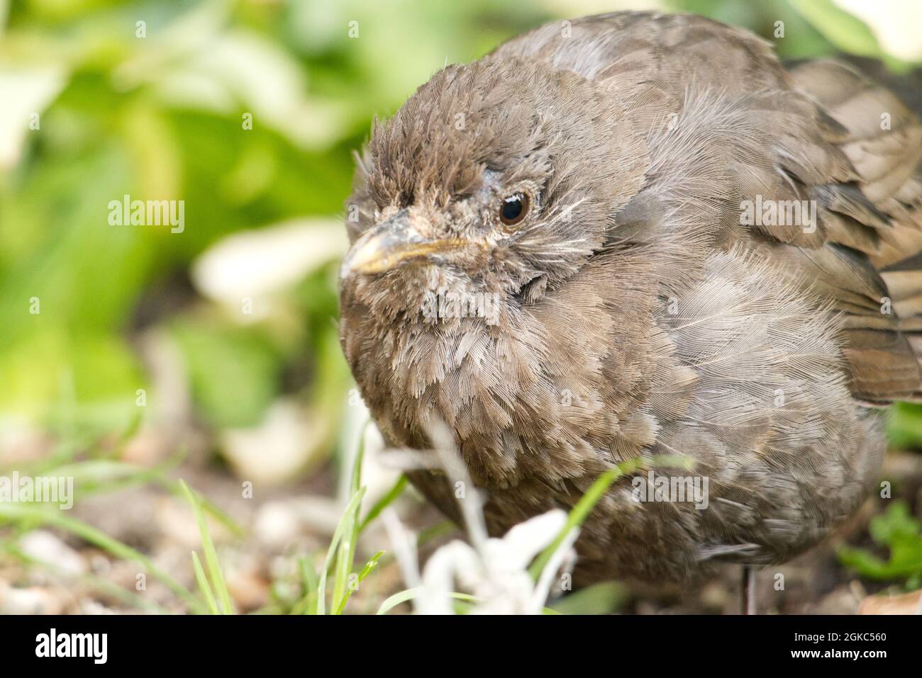 A juvenile blackbird suffering from suspected trichomoniasis (or canker ...