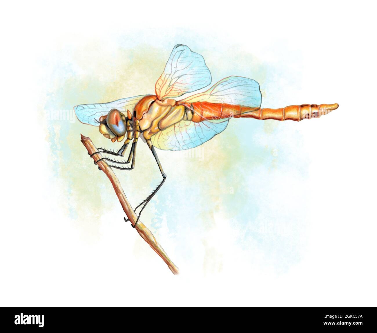 Colorful Dragonfly Drawing
