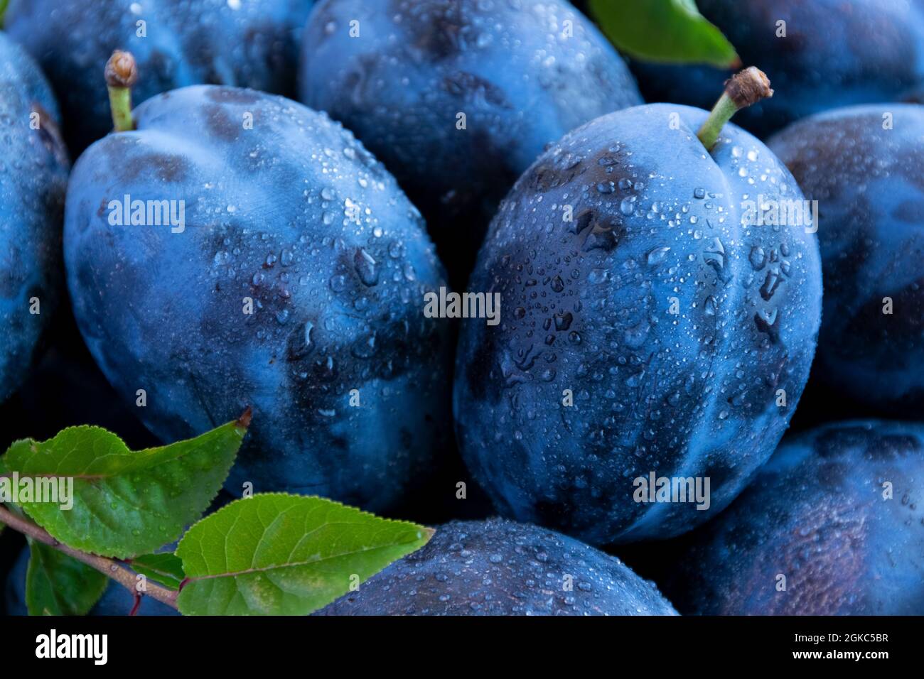Blue plum hi-res stock photography and images - Alamy