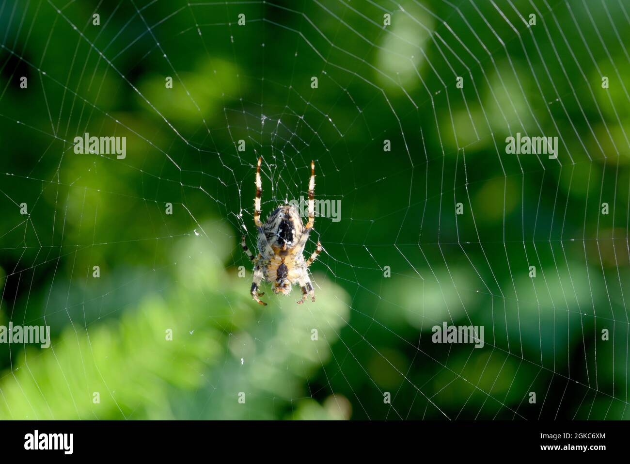 Garden spider waits at the centre of its web and with its trap laid ...