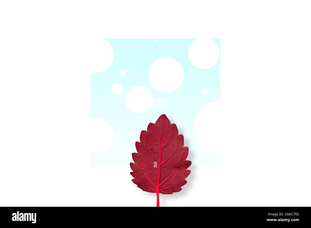 Christmas winter greenery abstract Cut Out Stock Images & Pictures - Alamy