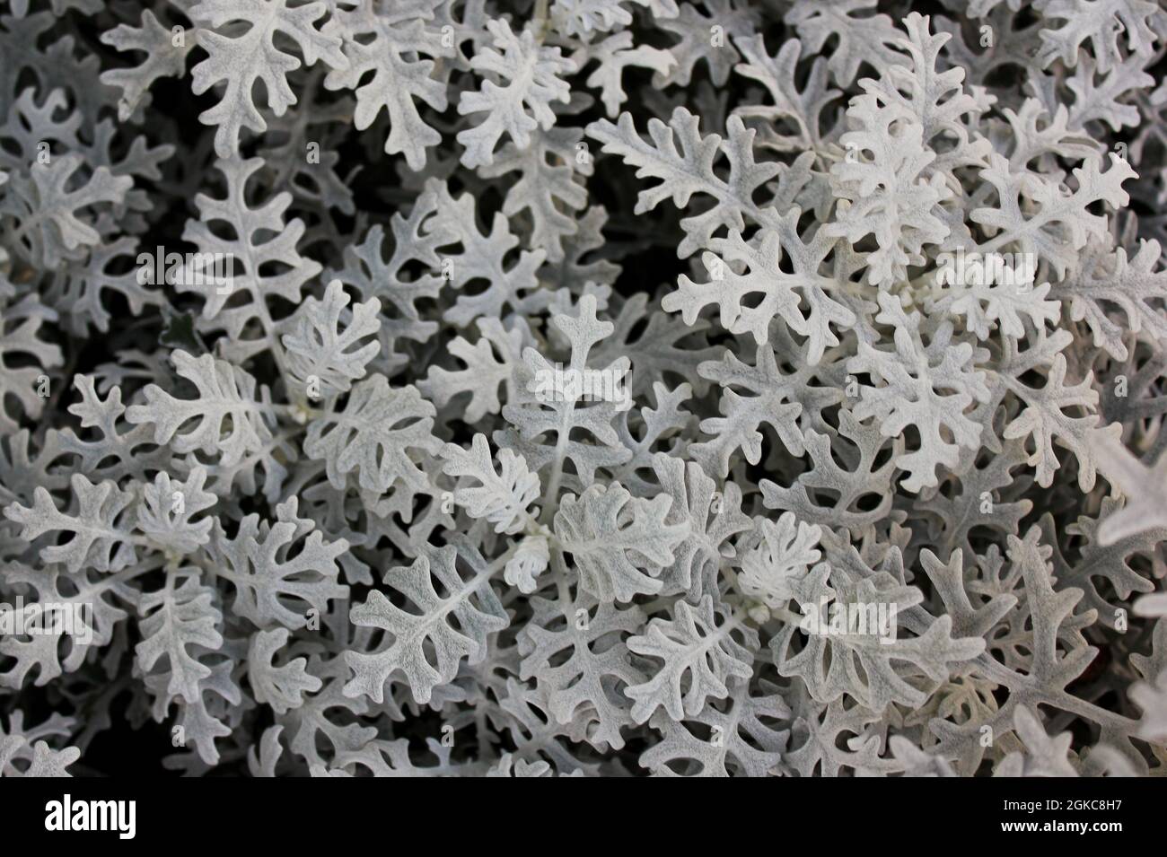 White plant growing in the sunny garden Stock Photo - Alamy