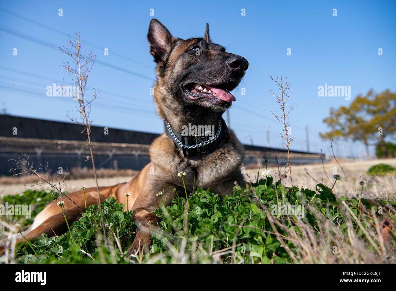 Retired U.S. Marine Corps Military Working Dog (MWD) Ssophia poses for ...