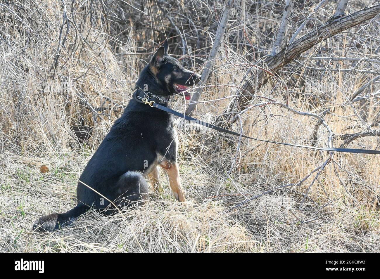 Military Working Dog Fules, 75th Security Forces Squadron, demonstrates ...