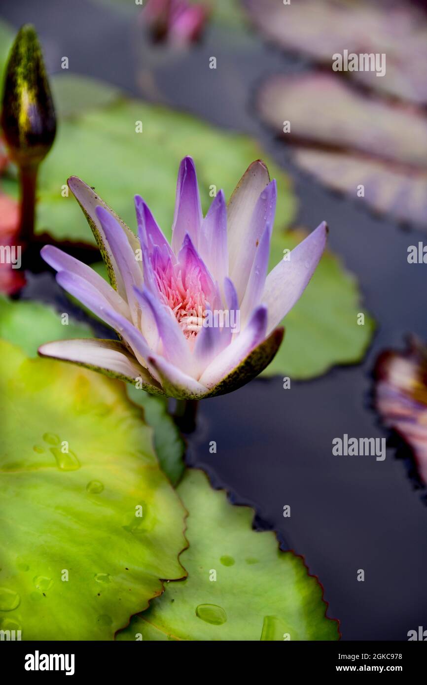 Top view of a beautiful blooming water lily in a water reservoir on a ...