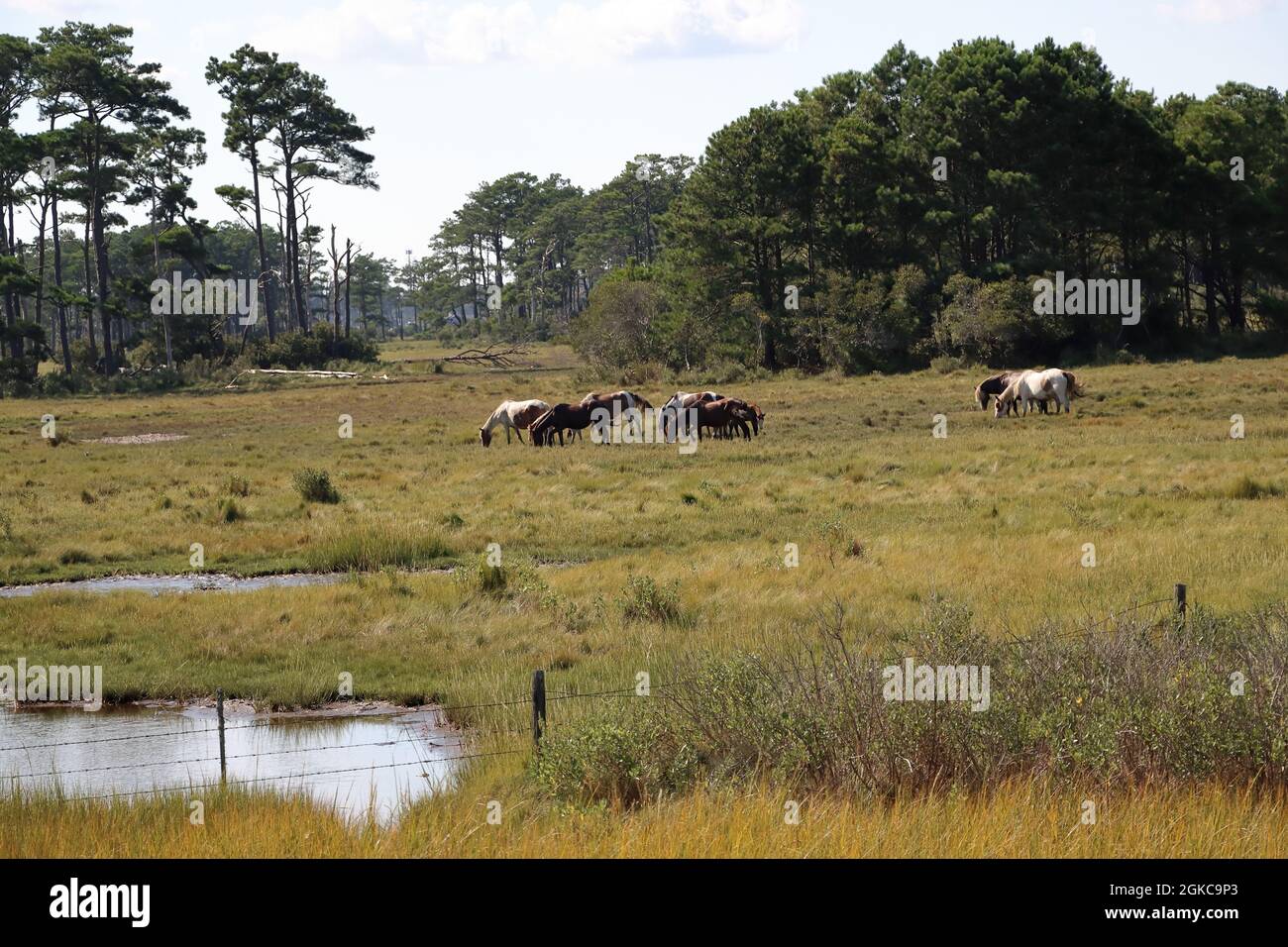 Chincoteague island must see hi-res stock photography and images - Alamy