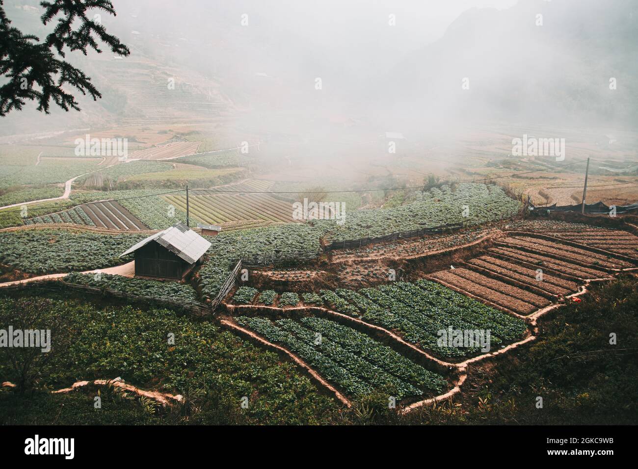 View of the misty green fields. Sa pa, Vietnam Stock Photo - Alamy