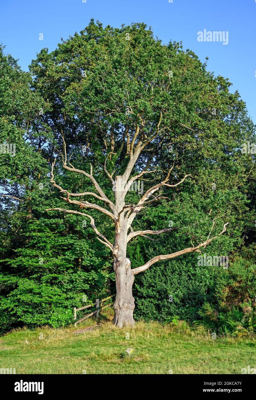 Tree on Hayes Common in Hayes, Kent, UK. Sunlight on the old tree in ...