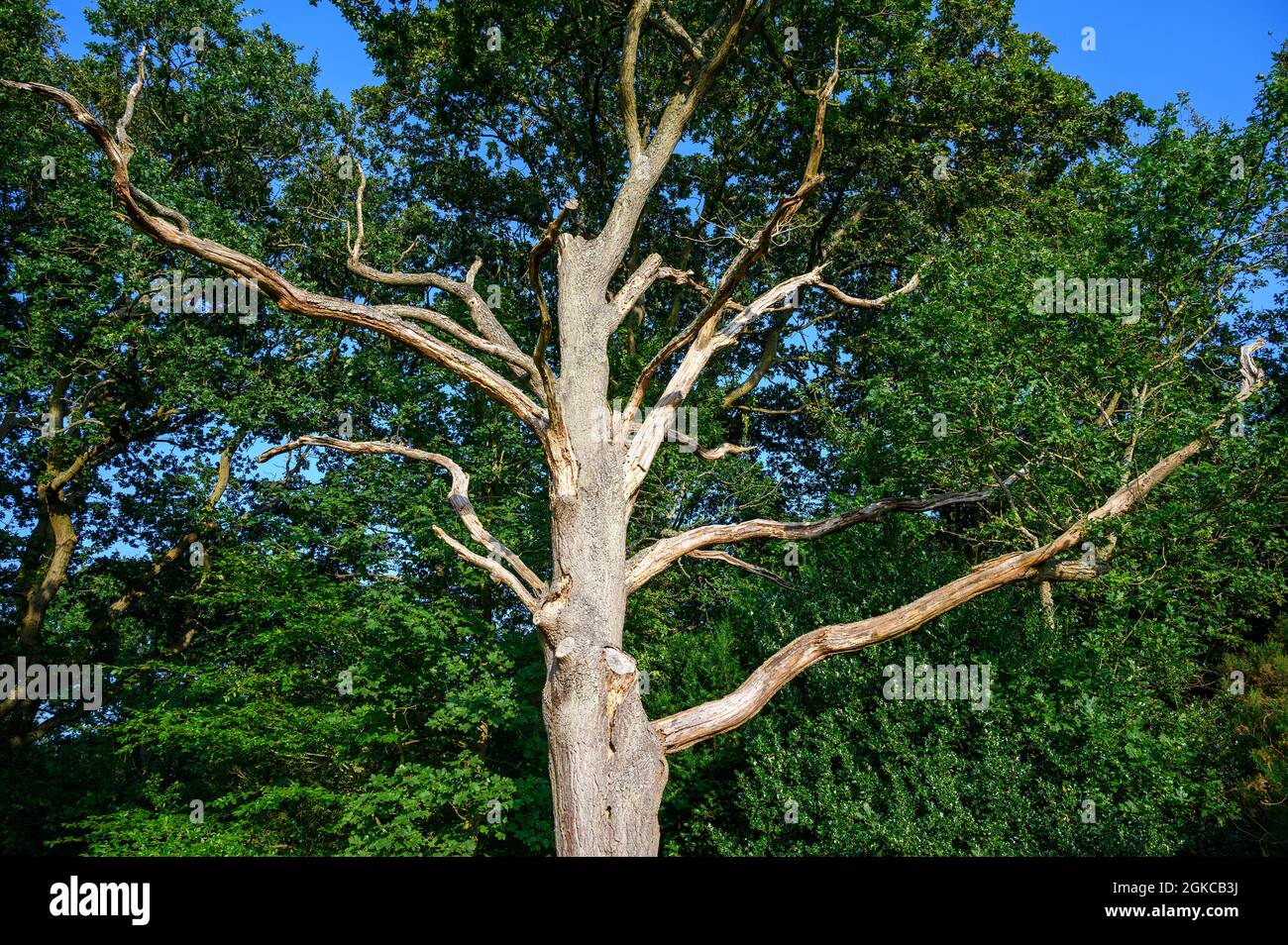Tree on Hayes Common in Hayes, Kent, UK. Sunlight on the old tree in ...