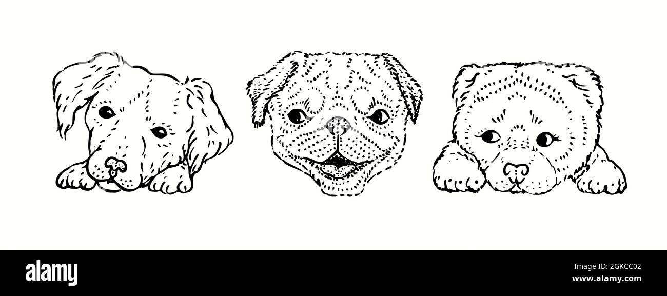 Cute dog faces collection, sitting, face on paws. Ink black and white ...