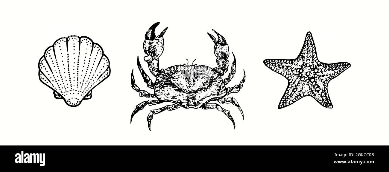 Hand drawn vintage collection. Seashell, crab, Sea star top view. Ink ...