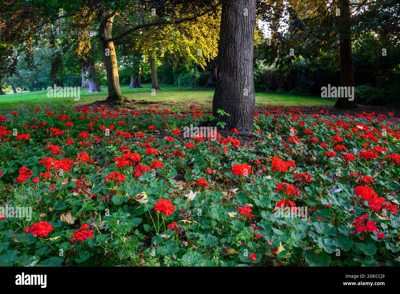 The Knoll, a small park in Hayes, Kent, UK. Bright red flowers and ...