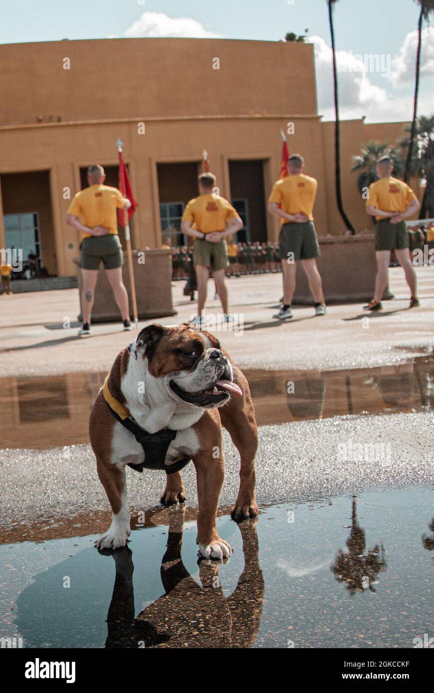 Marine Corps Recruit Depot San Diego mascot, LCpl Manny, poses as Hotel ...