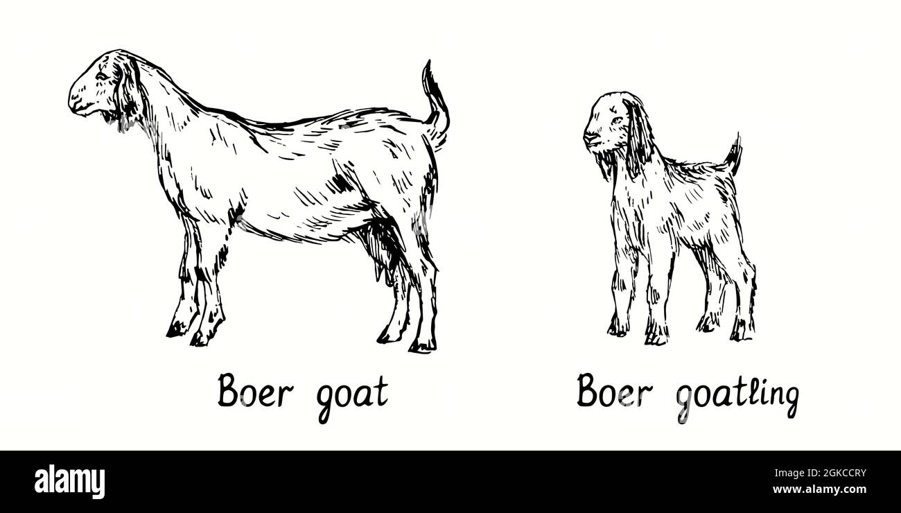 Boer Goat Coloring Pages