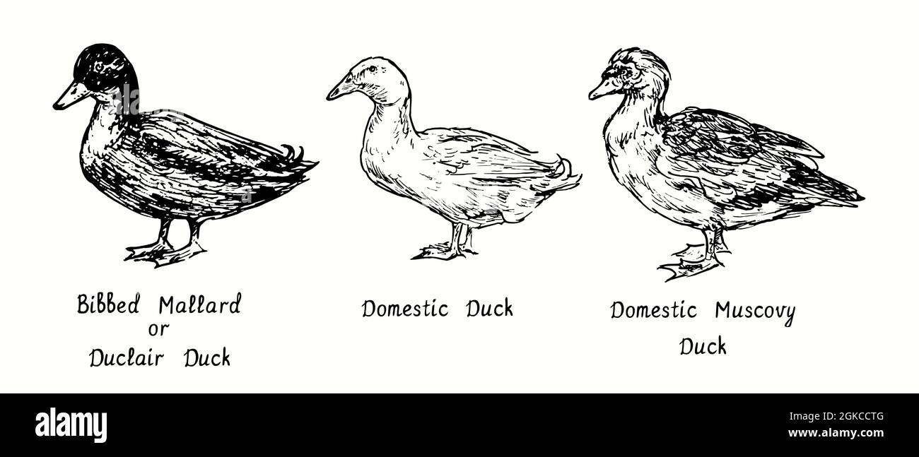 Bibbed Mallard or Duclair duck, Domestic duck, Domestic Muscovy duck ...