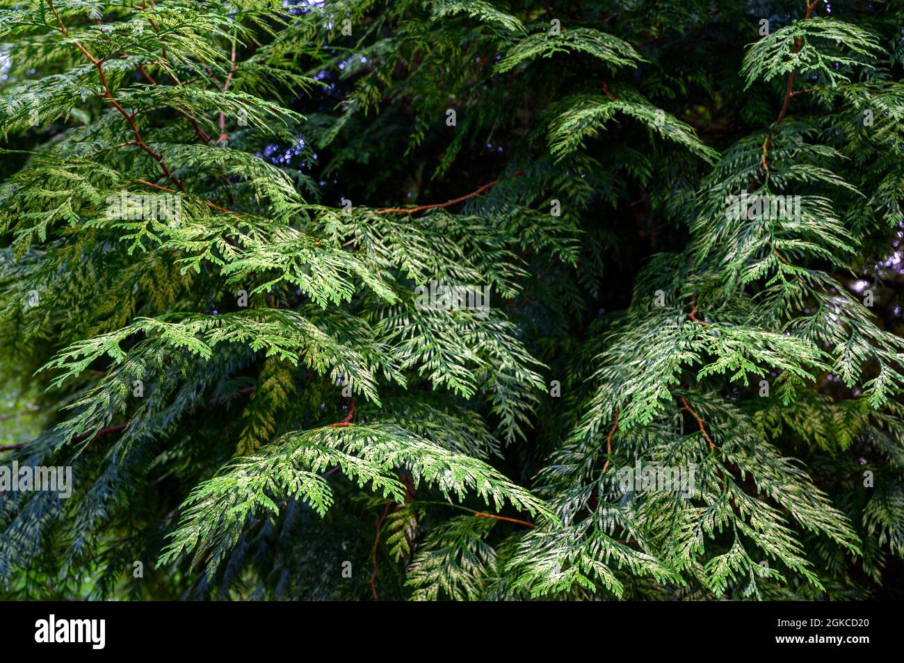 Detail and texture of conifer leaves on a tree in The Knoll park in ...