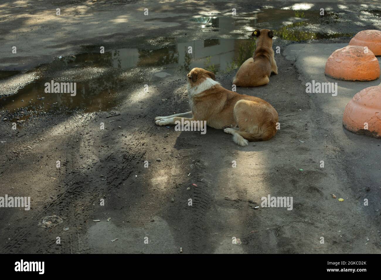 Stray dogs lie on dirty asphalt. Two red dogs. Pets are abandoned on ...