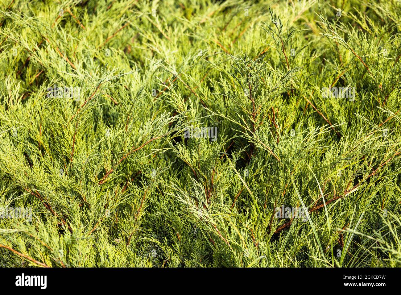 The Texture of a Beautiful Green Garden Plant Bush Background Stock ...