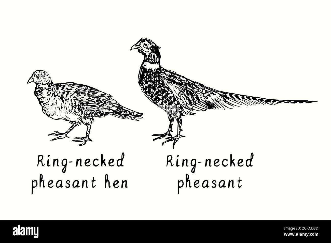 Ring-necked pheasant rooster and hen side view. Ink black and white ...