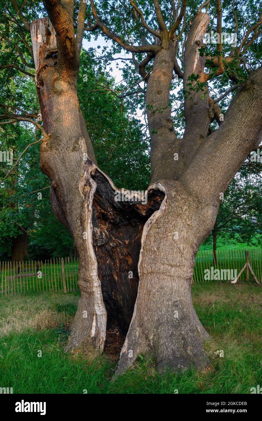 The Knoll, a park in Hayes, Kent, UK. An old tree in The Knoll park ...