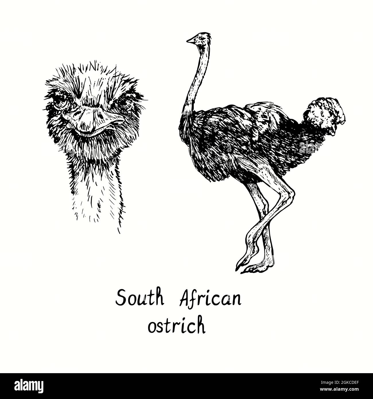 Ostrich Head Drawing