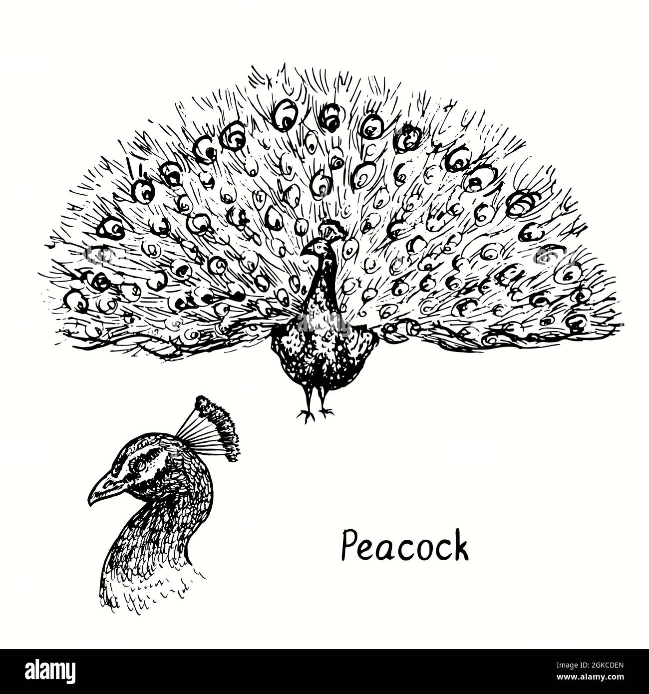 Peacock collection with open tail standing front view and head side ...