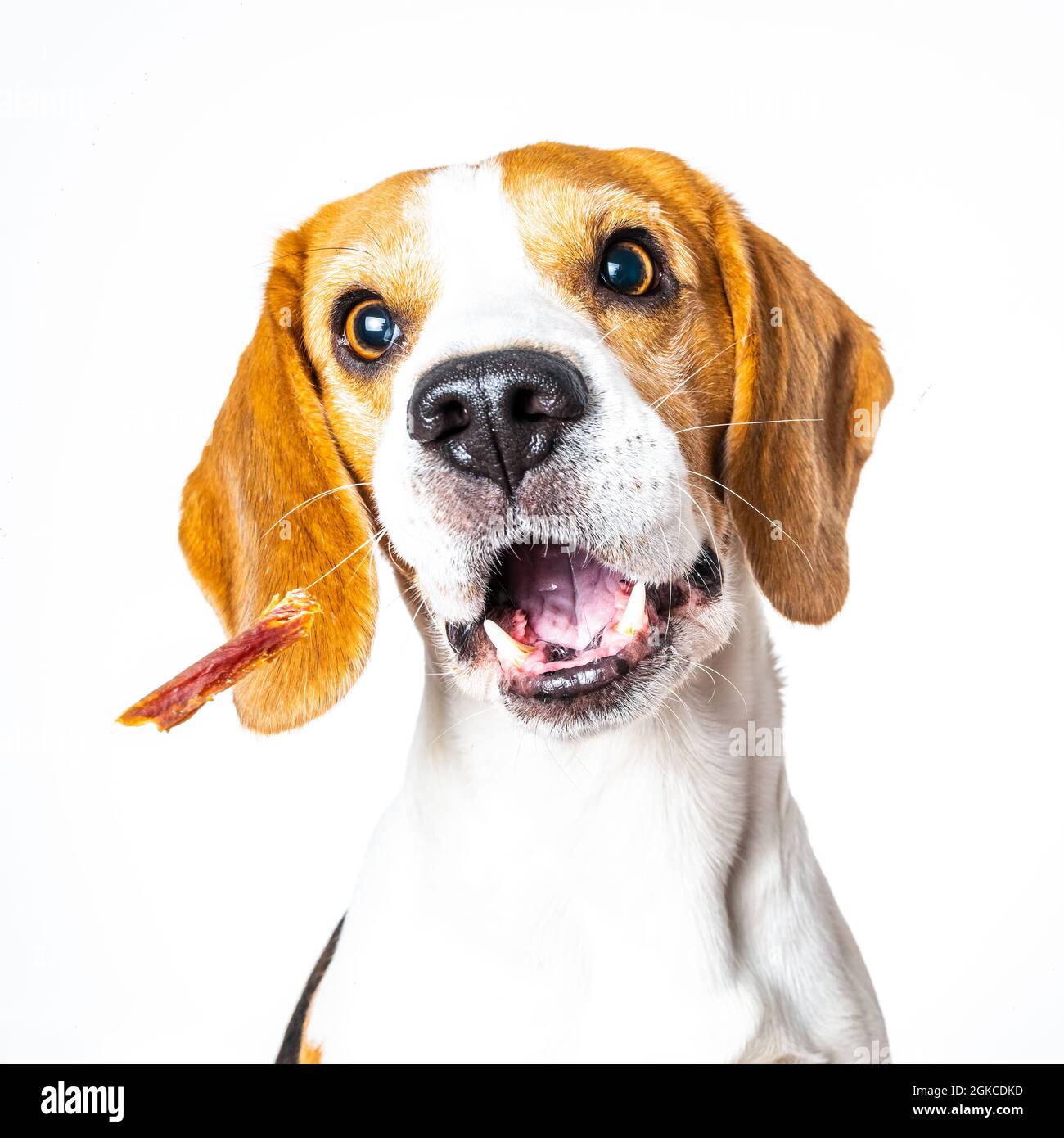 Beautiful beagle dog isolated on white background Stock Photo - Alamy