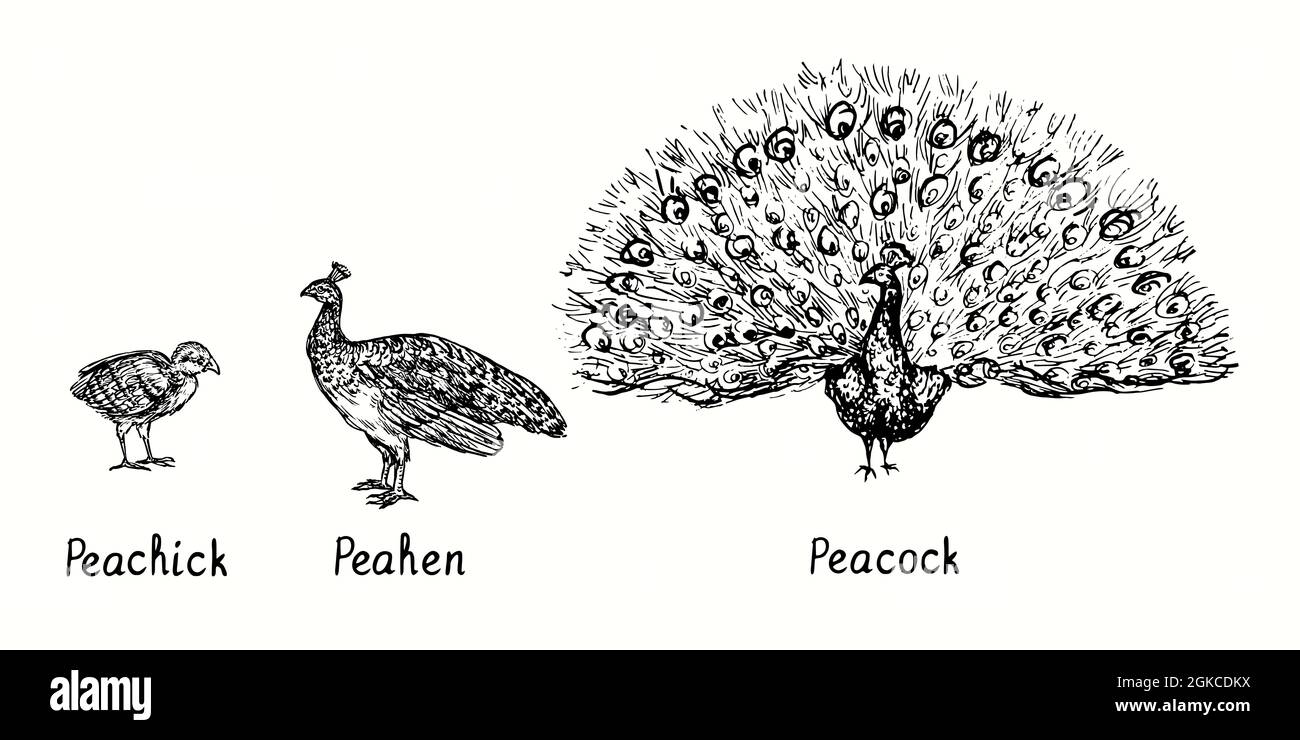 Peacock Vs Peahen