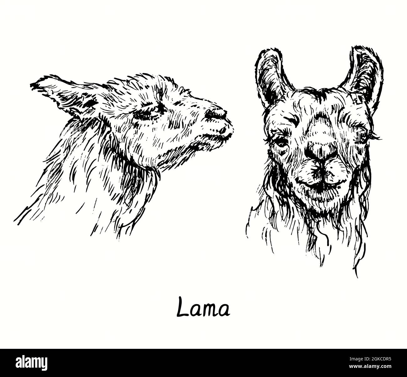 How To Draw A Realistic Llama Face